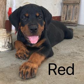 Guyana — puppies and dogs for sale — Dogva.com