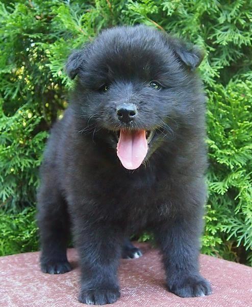 Grossspitz - Giant German Spitz puppies for sale | Puppies for sale ...