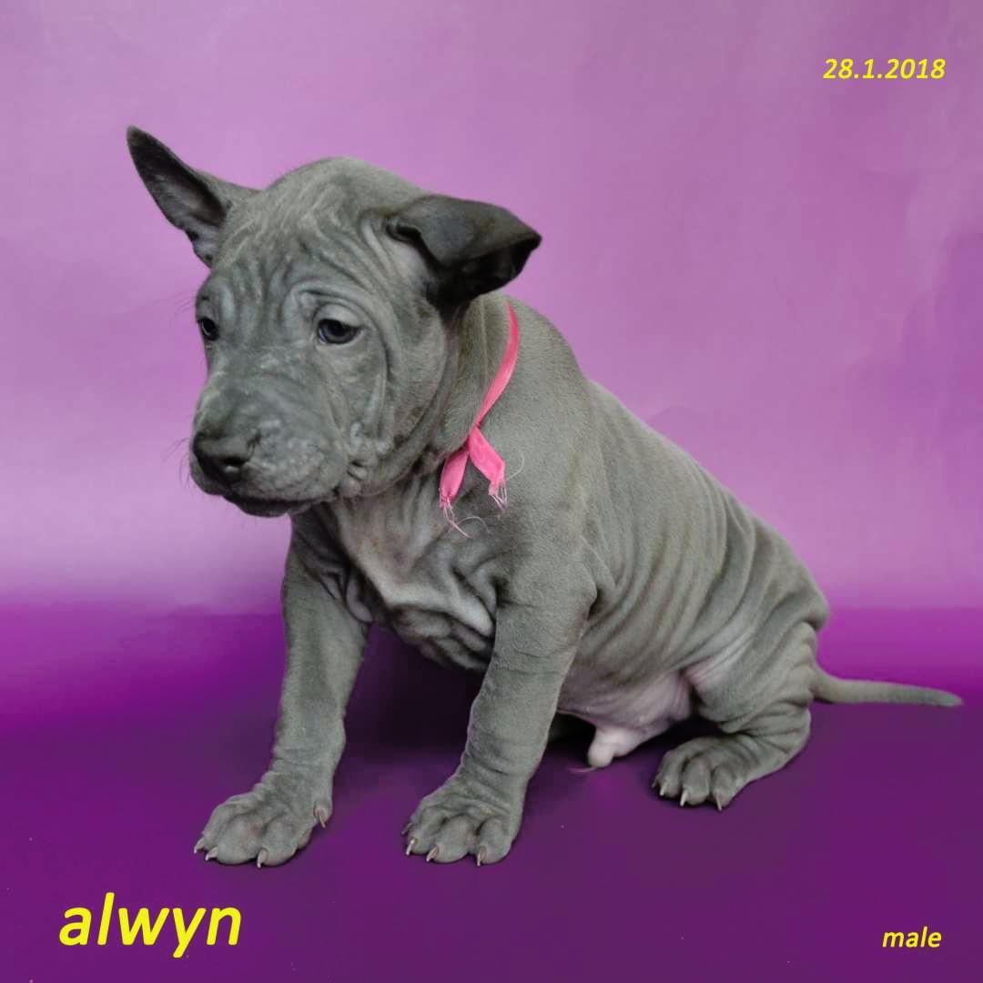 Thai ridgeback dog – blue puppies with FCI pedigree. | Puppies for sale ...