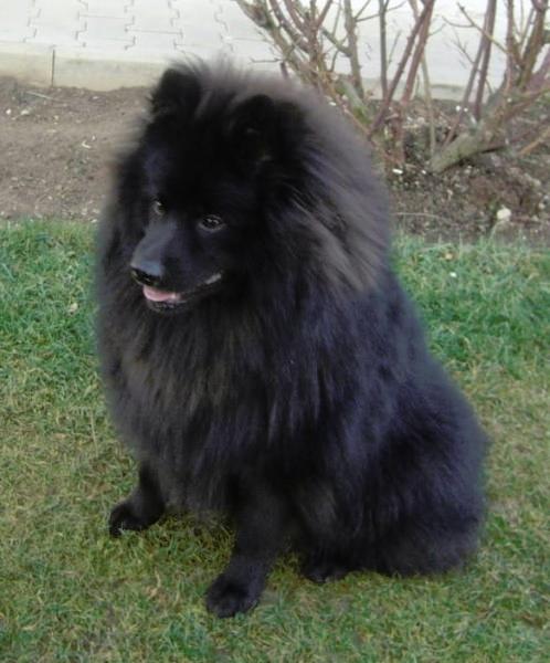 Grossspitz - Giant German Spitz puppies for sale | Puppies for sale ...