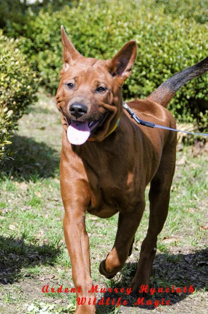 Unmistakable, striking, individual and ravishing Thai Ridgeback Puppies ...