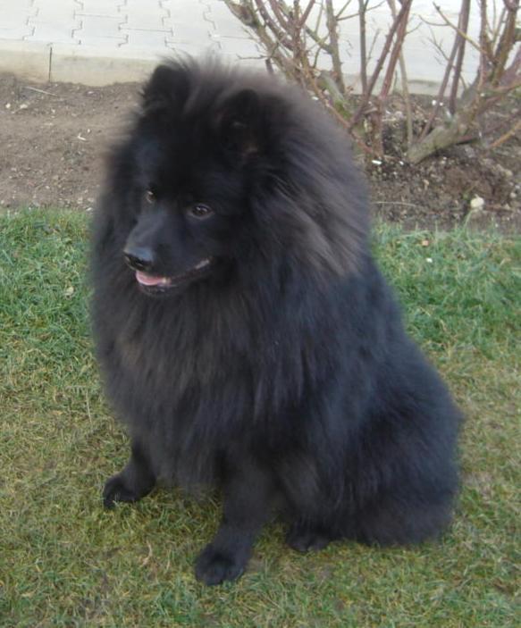 Grossspitz - Giant German Spitz Black puppies for sale - pedigree FCI ...