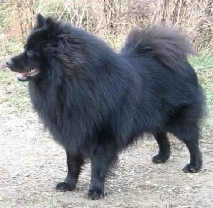 Grossspitz - Giant German Spitz puppies for sale | Puppies for sale ...