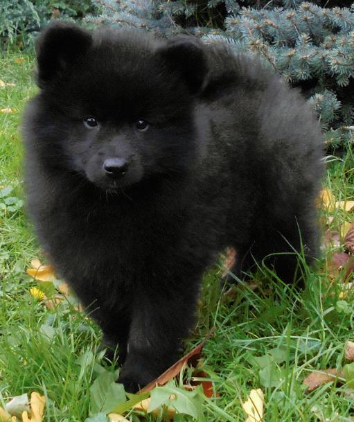 Grossspitz welpen - Giant German Spitz Black puppies for sale ...