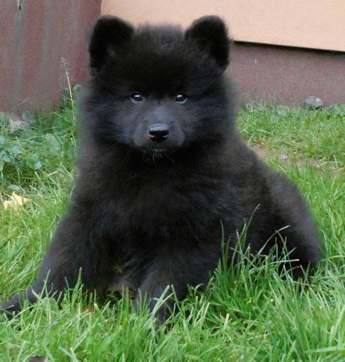 Grossspitz welpen - Giant German Spitz Black puppies for sale ...