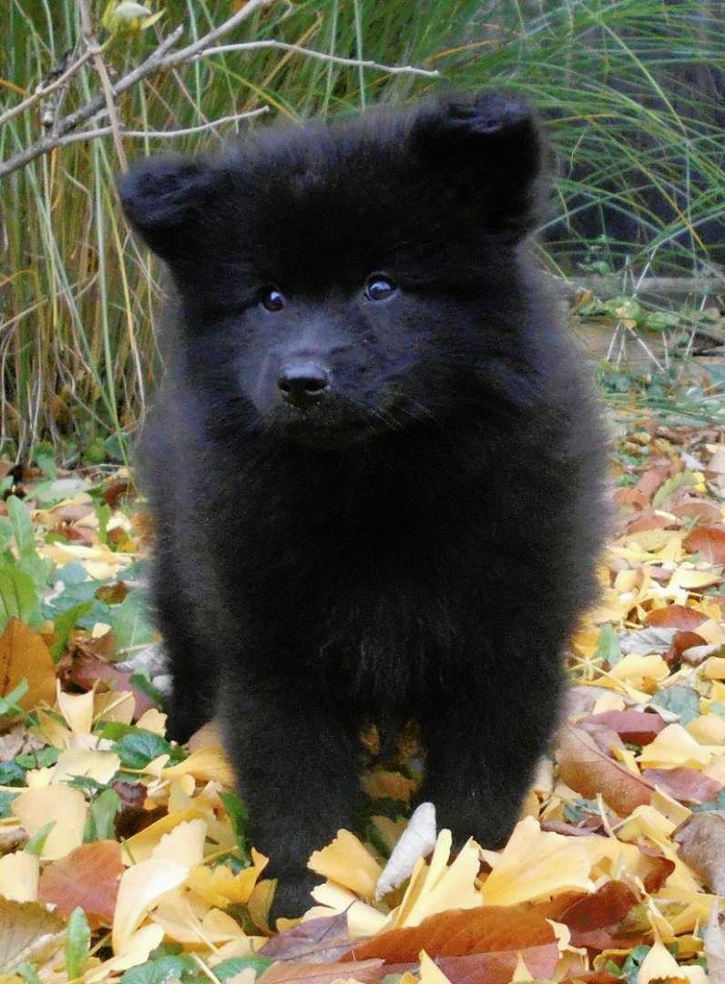 Grossspitz welpen - Giant German Spitz Black puppies for sale ...