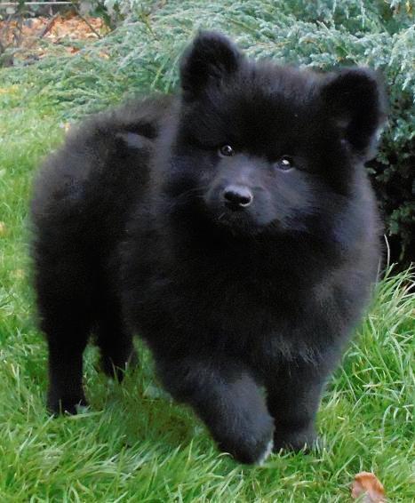 Grossspitz welpen - Giant German Spitz Black puppies for sale ...