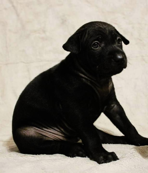 Thai Ridgeback PUPPY | Puppies for sale | DOGVA.com