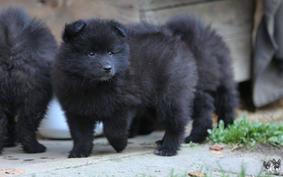 Grossspitz - Giant German Spitz Black puppies for sale - pedigree FCI ...