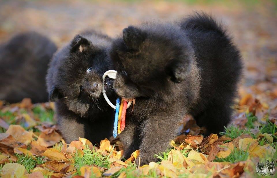 Grossspitz - Giant German Spitz Black puppies for sale - pedigree FCI ...
