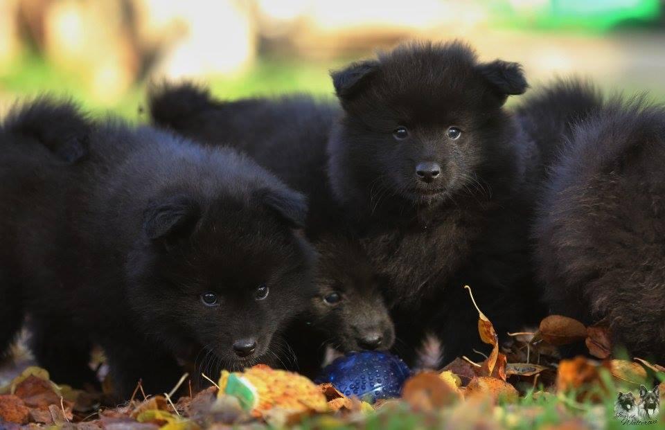 Grossspitz - Giant German Spitz Black puppies for sale - pedigree FCI ...