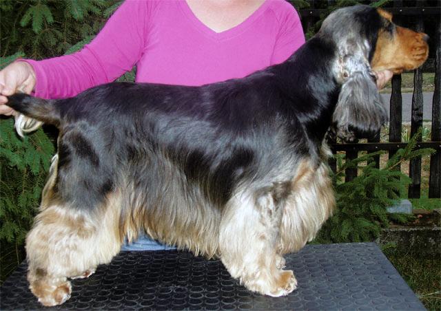 Sable English Cocker Spaniel Show Cocker - For Stud | Dogs for sale ...