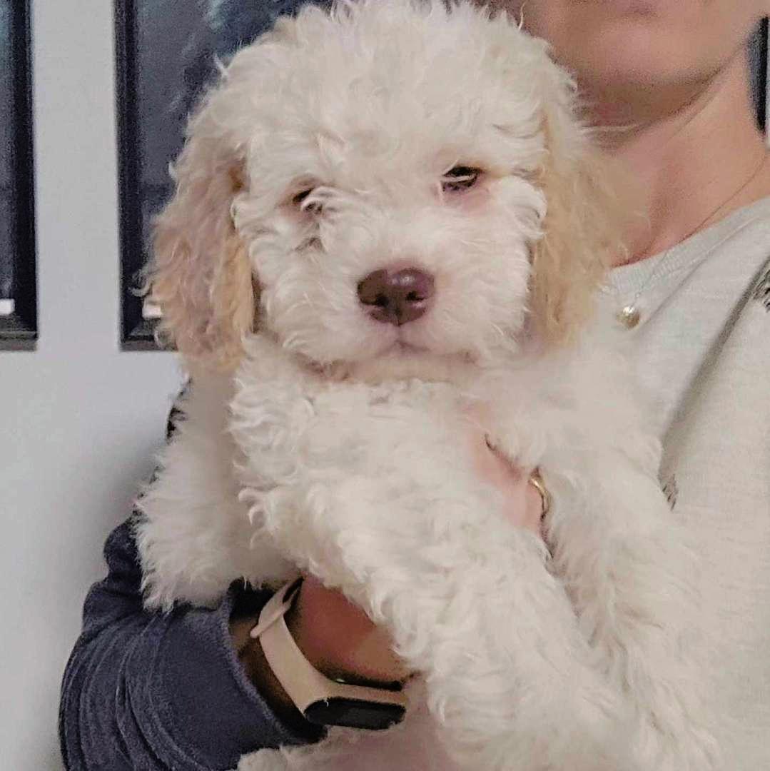 Lagotto Romagnolo puppies pedigree FCI | Puppies for sale | DOGVA.com