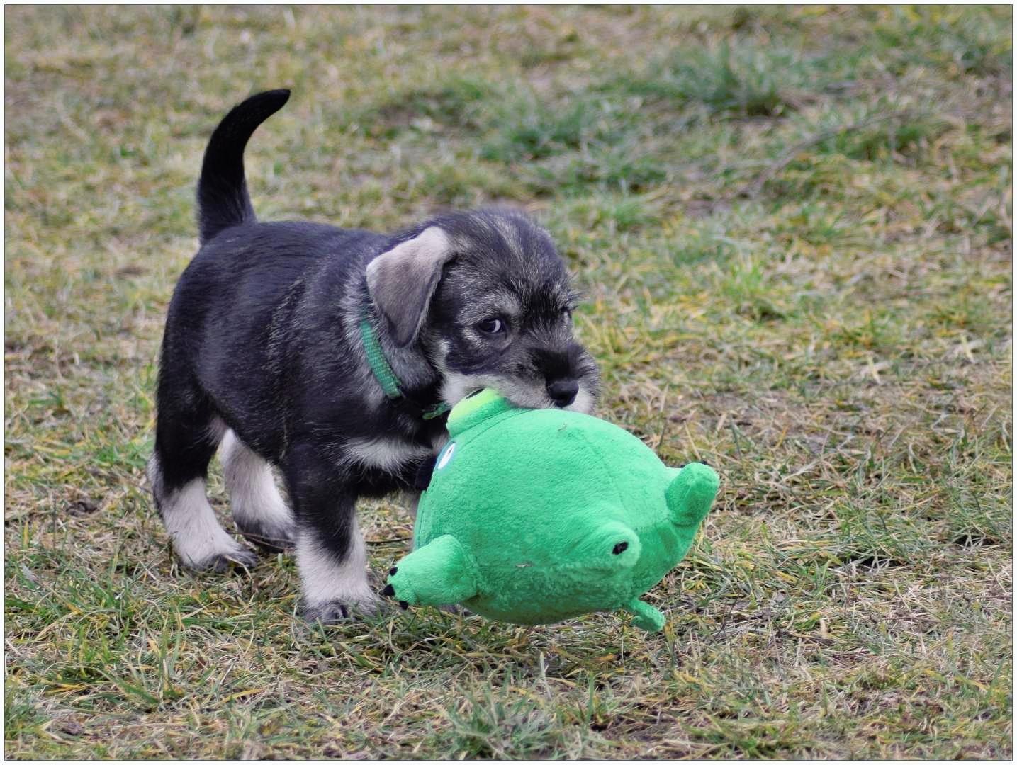 Standard schnauzer peppersalt | Puppies for sale | DOGVA.com