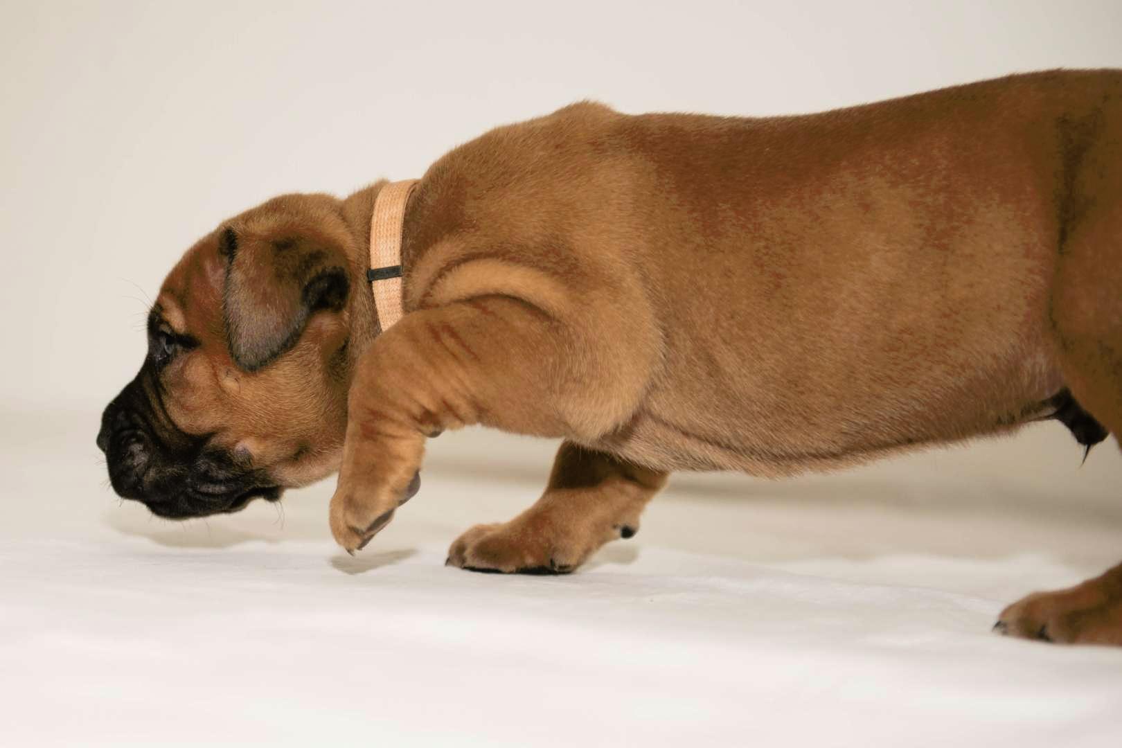 Alba Malum | Puppies for sale | DOGVA.com