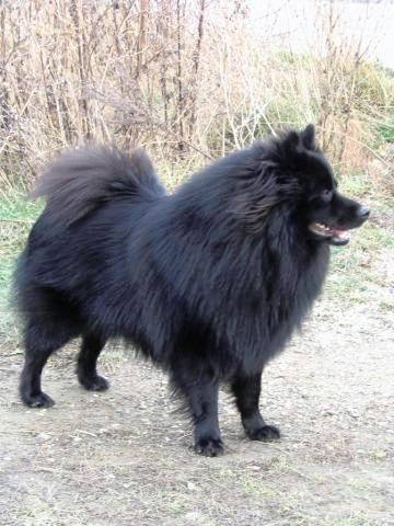 Giant German Spitz Black ( grossspitz schwarz Welpen ) puppies for Sale ...