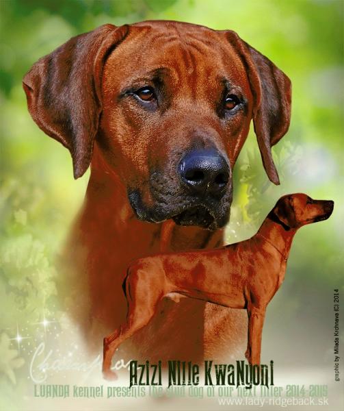 Rhodesian Ridgeback puppies | Puppies for sale | DOGVA.com