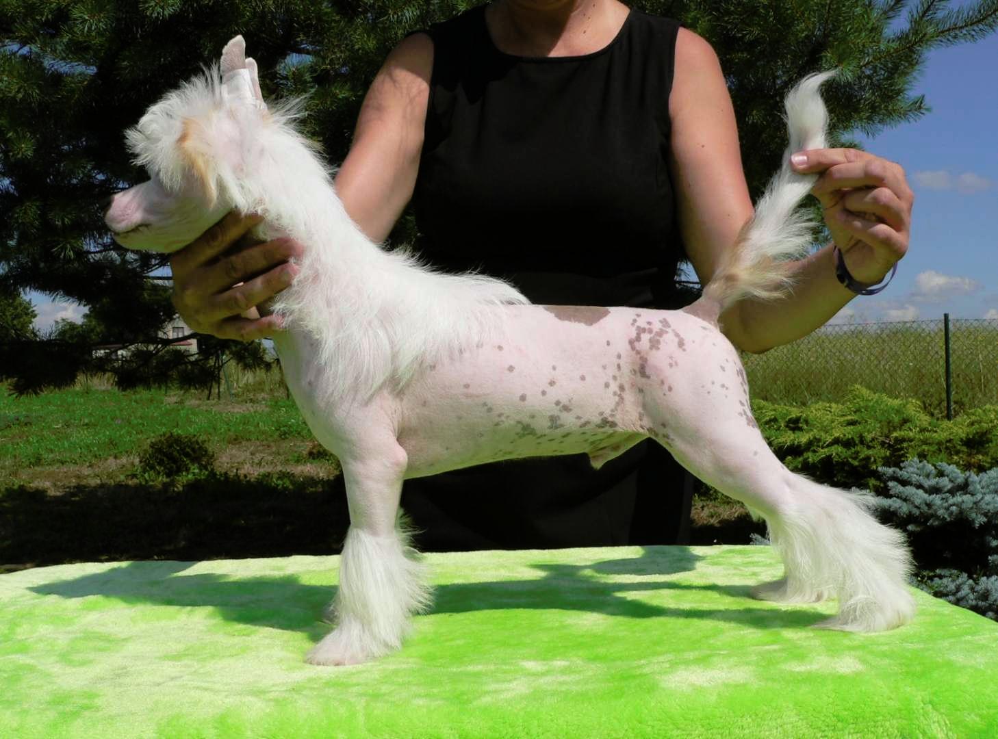 Beautiful puppies - Chinese crested dog - males | DOGVA.com