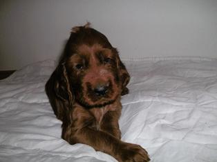 Irish red setter puppies for sale | Puppies for sale | DOGVA.com