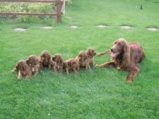Irish red setter puppies for sale | Puppies for sale | DOGVA.com