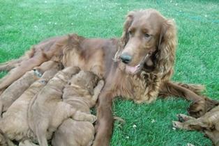 Irish red setter puppies for sale | Puppies for sale | DOGVA.com