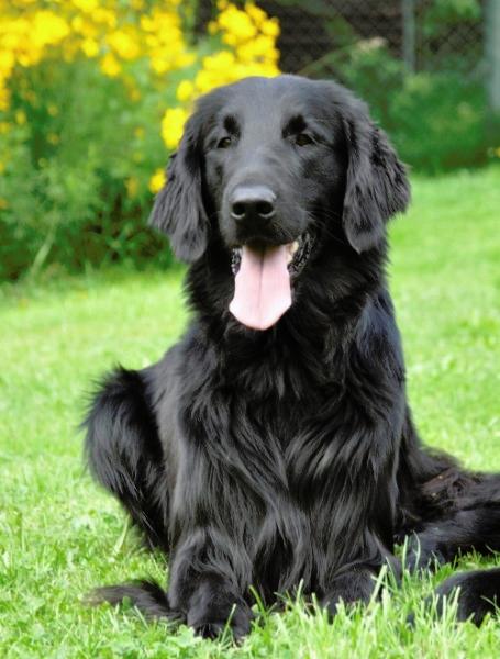 Flat coated retriever s PP black puppy | Puppies for sale | DOGVA.com