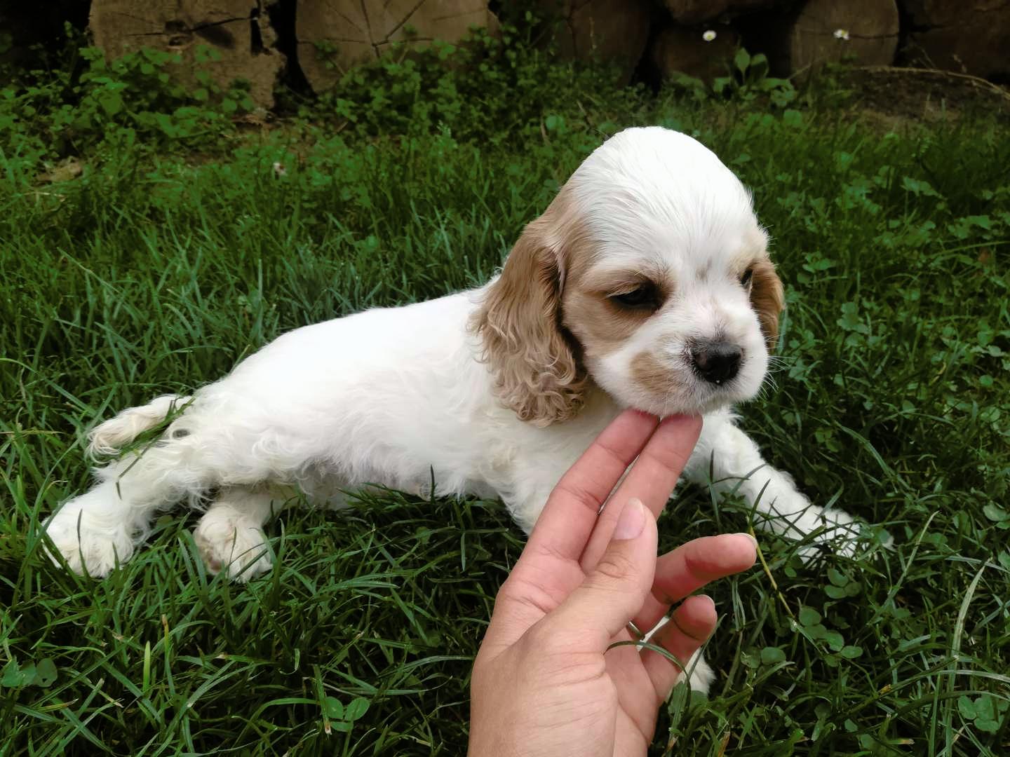Red and White American cocker spaniel Males | Puppies for sale | DOGVA.com