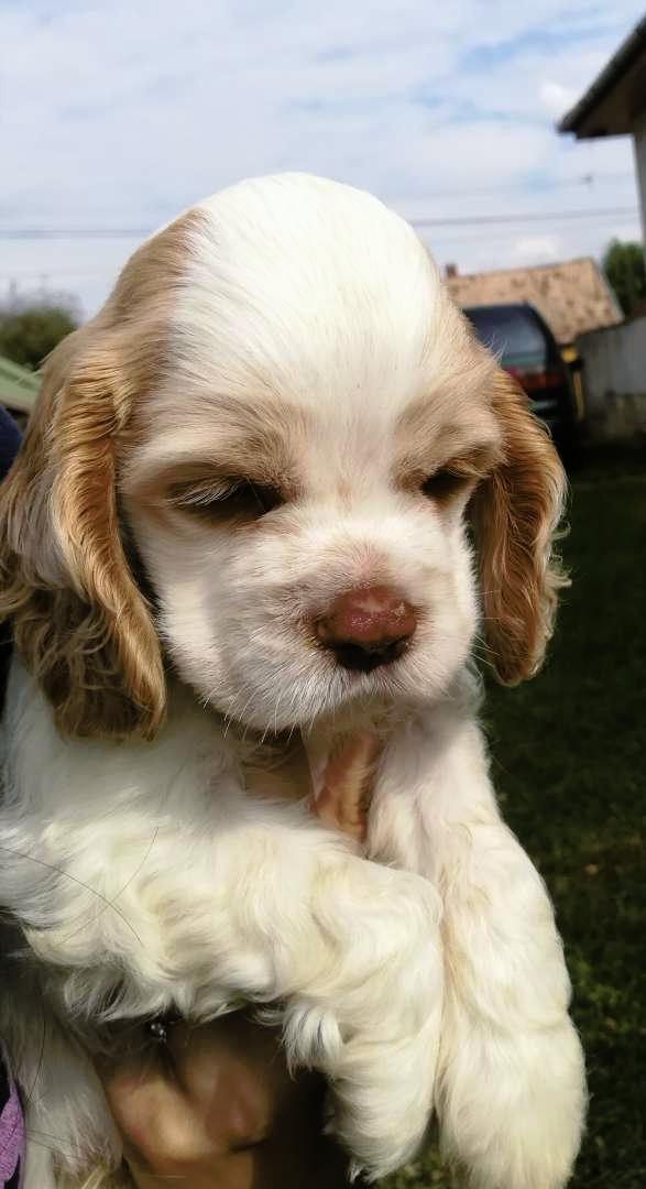 Red and White American cocker spaniel Males | Puppies for sale | DOGVA.com