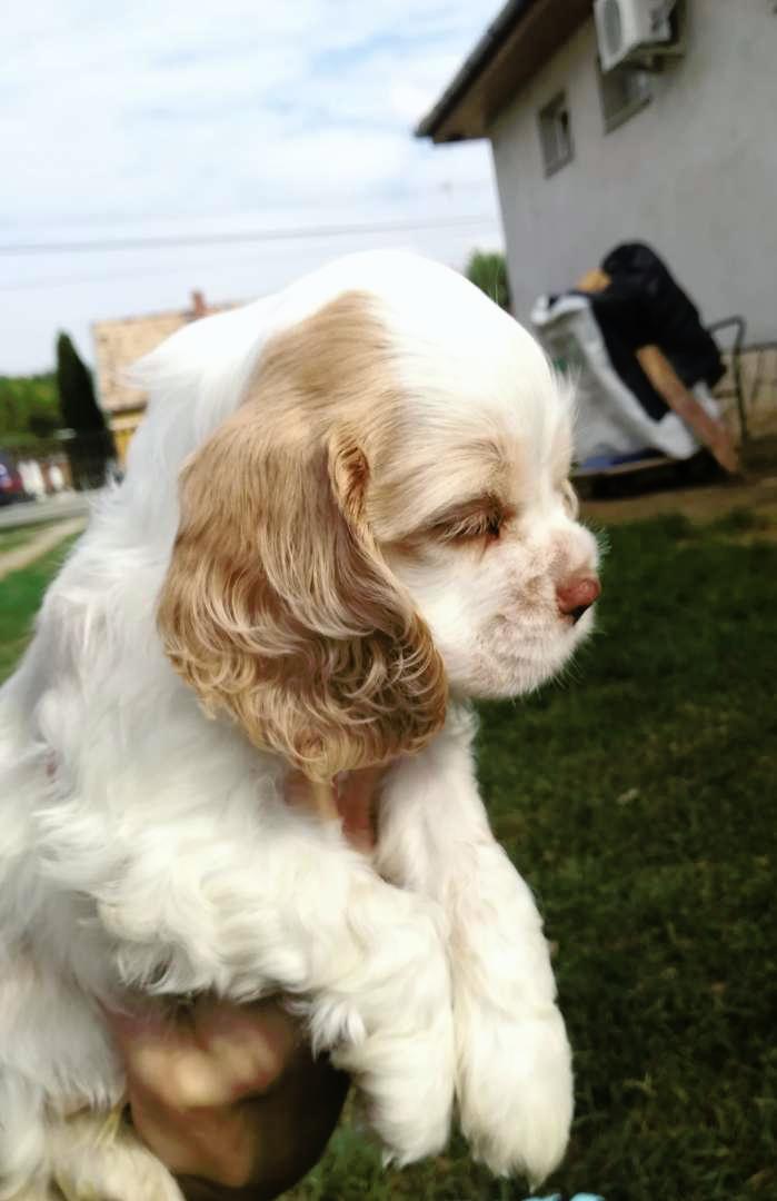 Red and White American cocker spaniel Males | Puppies for sale | DOGVA.com