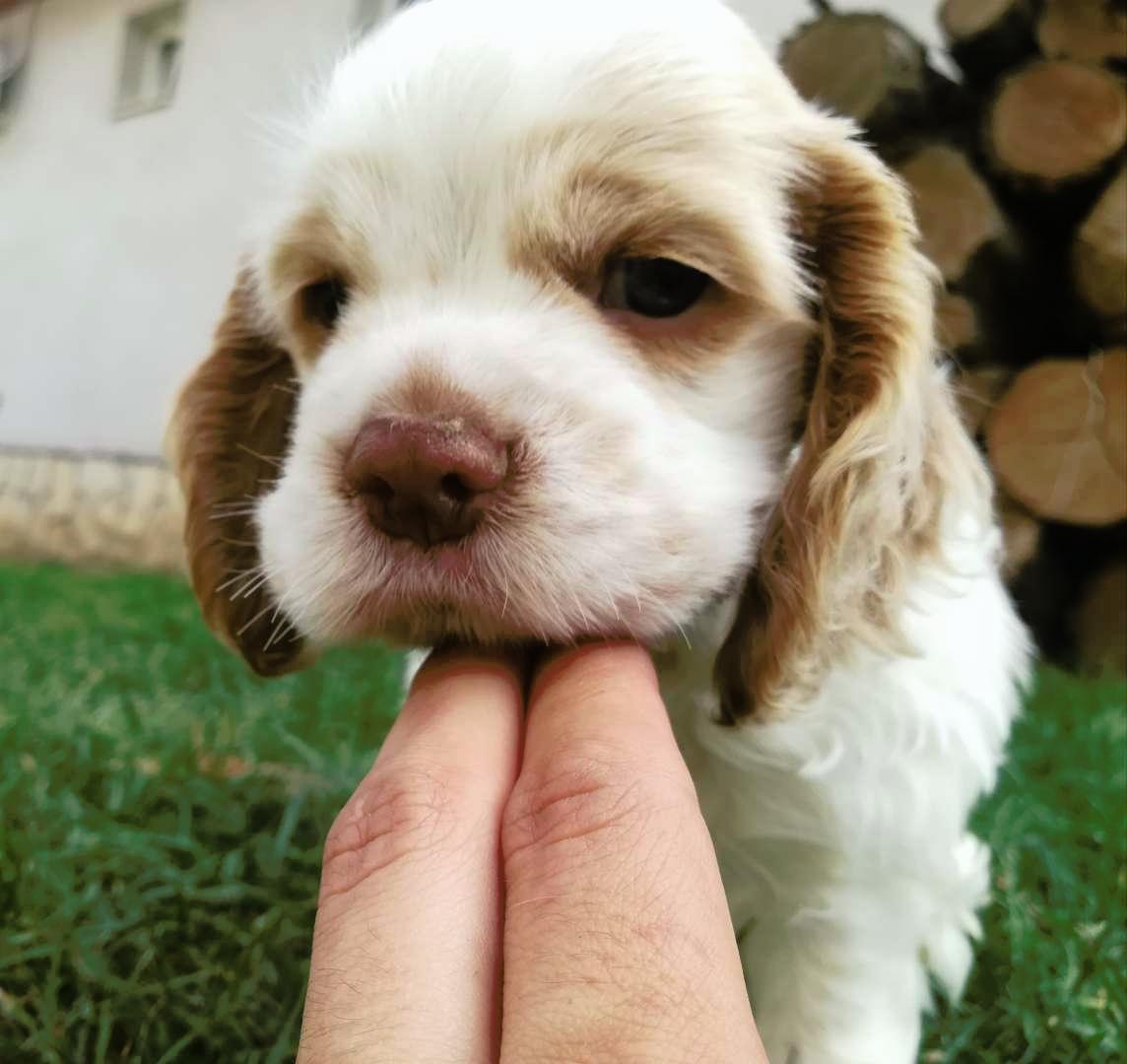 Red and White American cocker spaniel Males | Puppies for sale | DOGVA.com