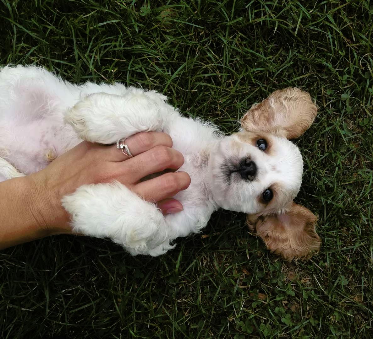 Red and White American cocker spaniel Males | Puppies for sale | DOGVA.com