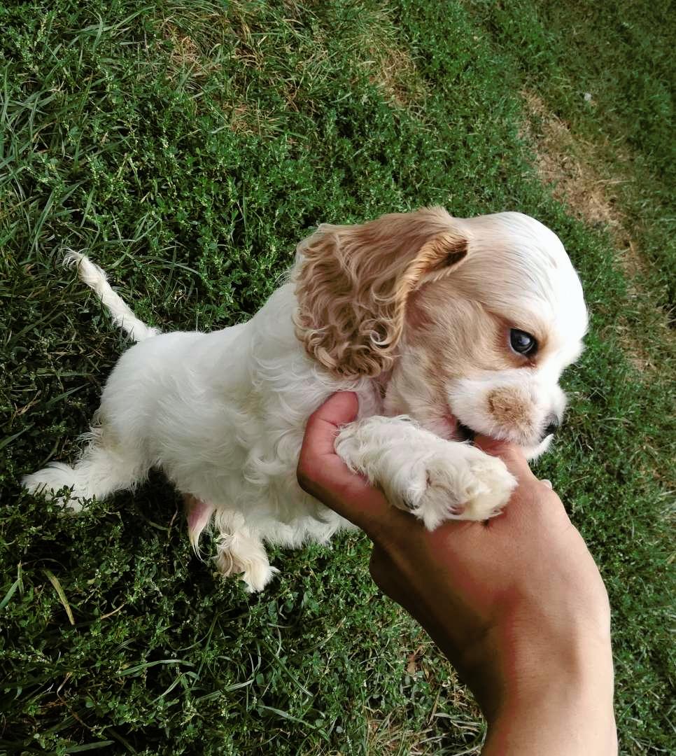 Red and White American cocker spaniel Males | Puppies for sale | DOGVA.com