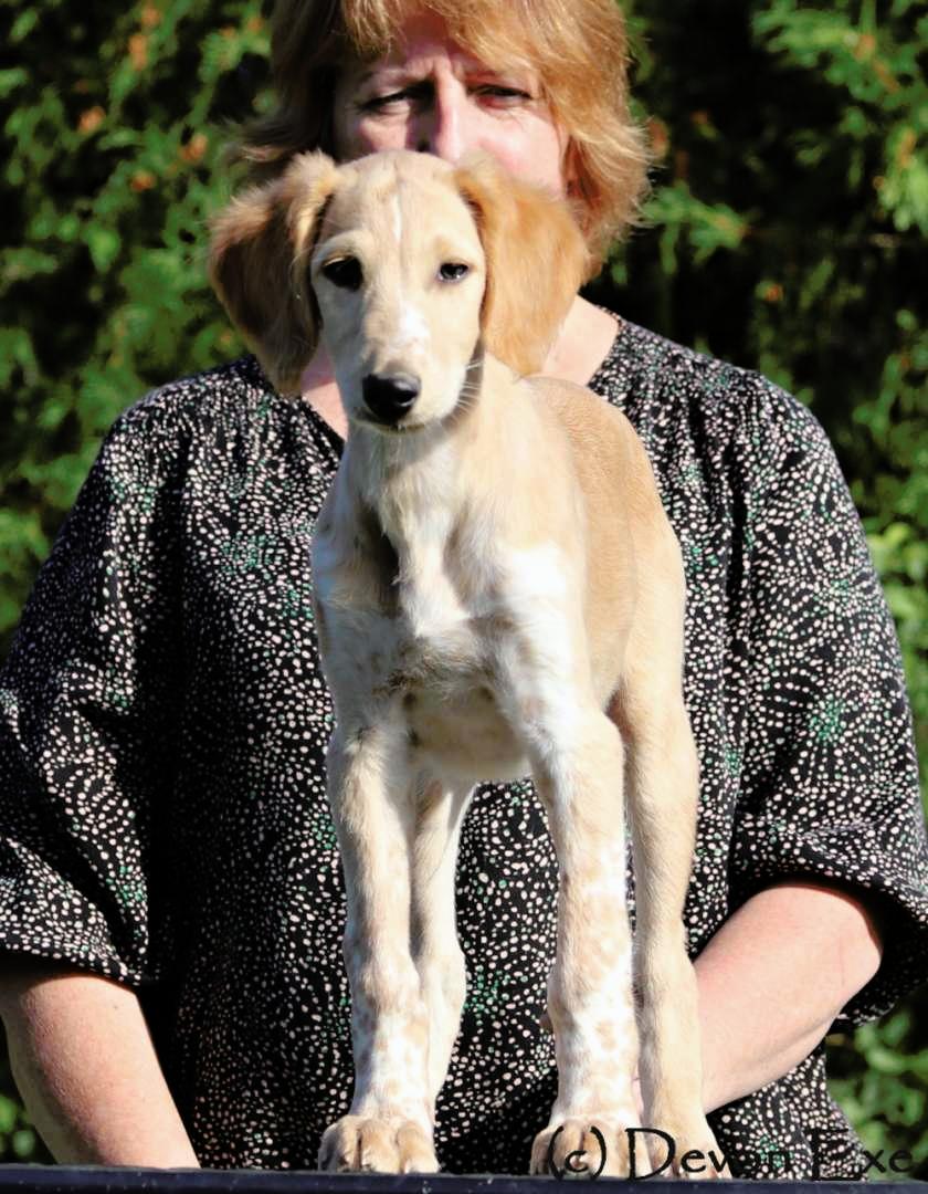 Saluki puppy - male - FCI pedigree | Puppies for sale | DOGVA.com