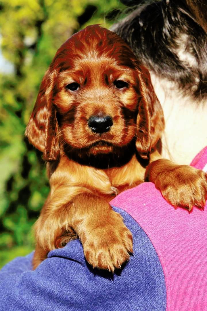 Irish red setter puppies | Puppies for sale | DOGVA.com Irish red setter puppies | Puppies for sale | DOGVA.com