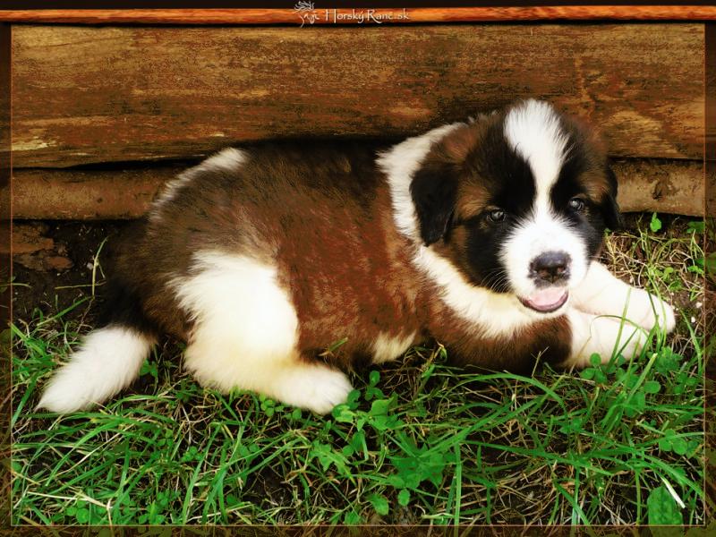 Beautiful Puppies of Moscow Watchdog | Puppies for sale | DOGVA.com