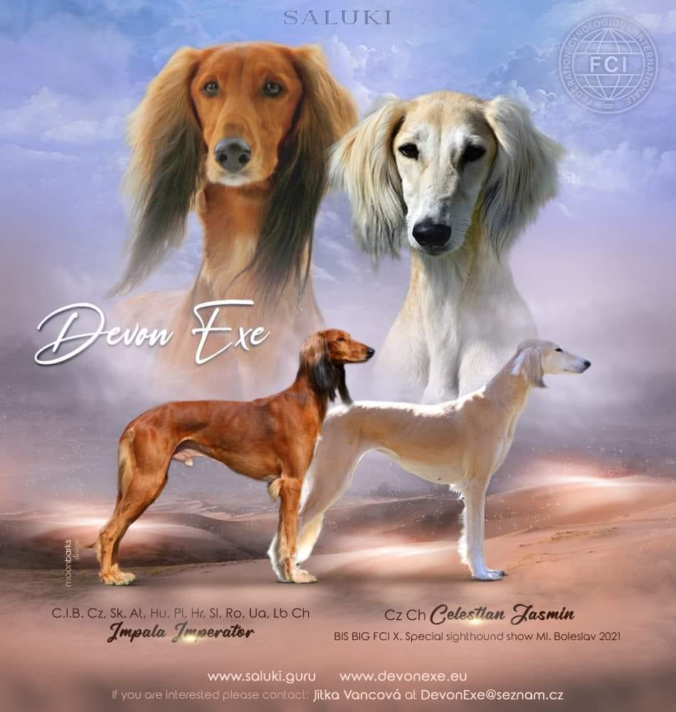 Saluki puppy - male - FCI pedigree | Puppies for sale | DOGVA.com