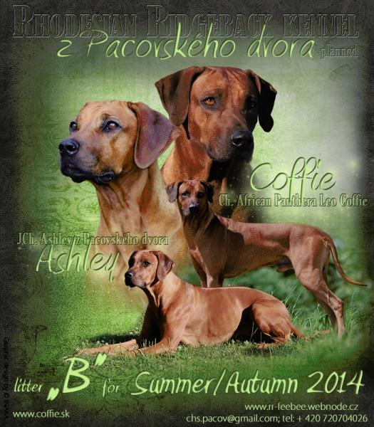 Rhodesian Ridgeback with pedigree - puppies | Puppies for sale | DOGVA.com