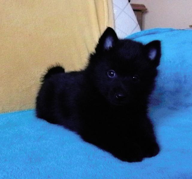 Schipperke puppies - male | Puppies for sale | DOGVA.com