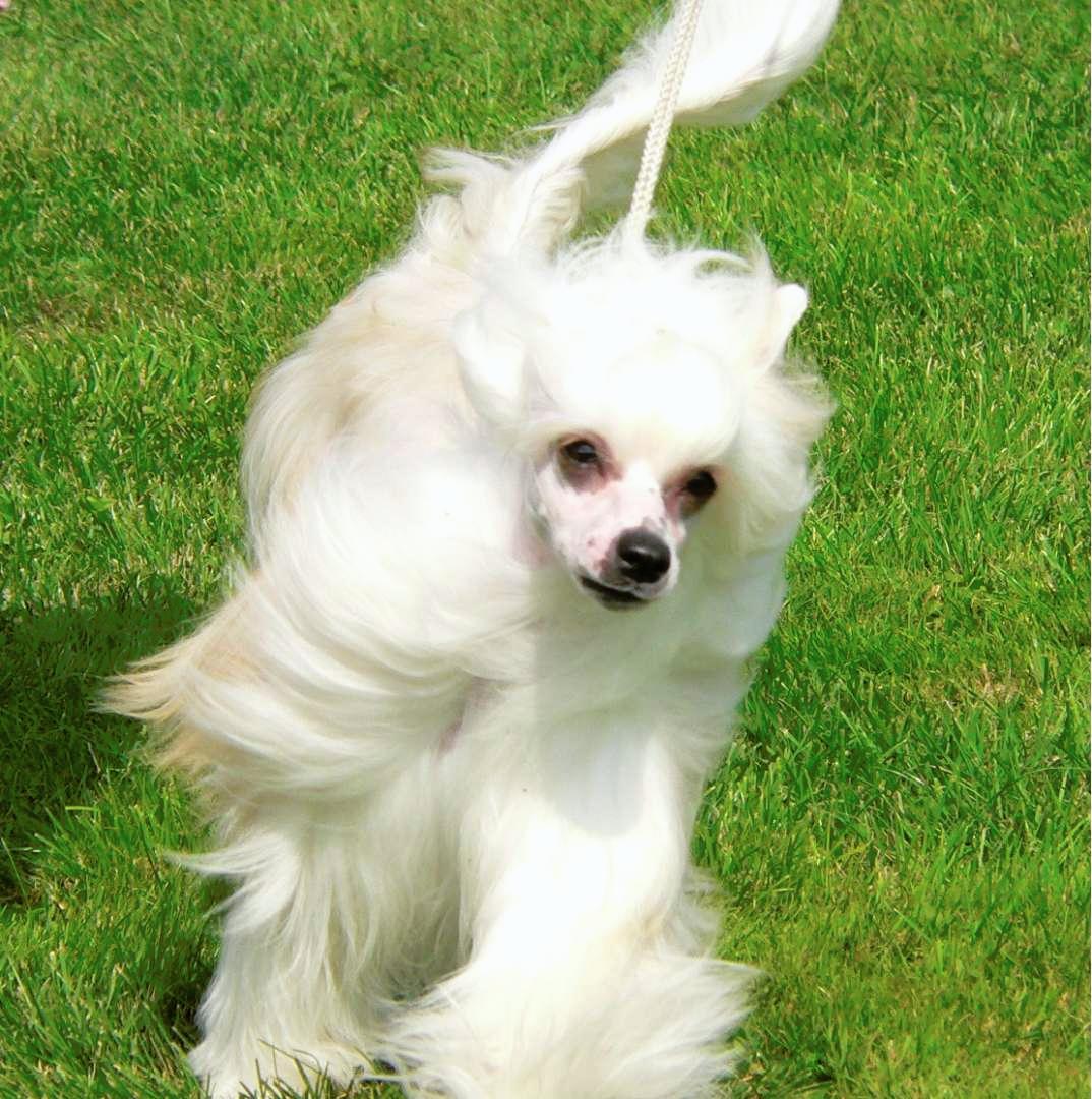 Crystal Ice - kennel | Chinese Crested Dog (288) | Czech Republic ...