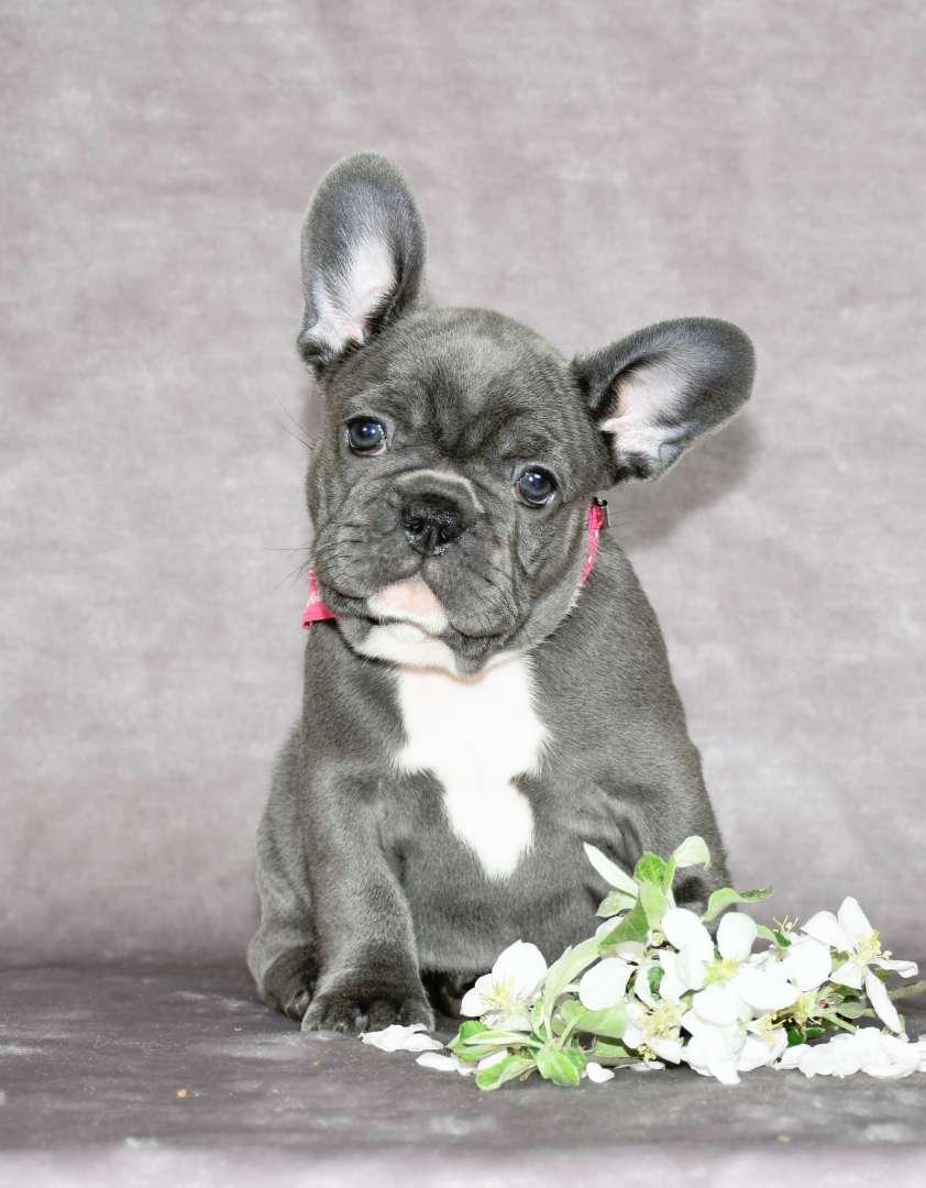 French Rainbow - kennel | French Bulldog (101) | Ukraine | DOGVA.com