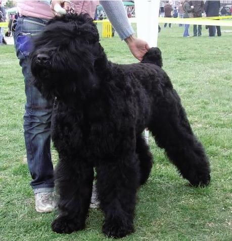 Inima Mea - kennel | Russian Black Terrier (327) | Romania | DOGVA.com