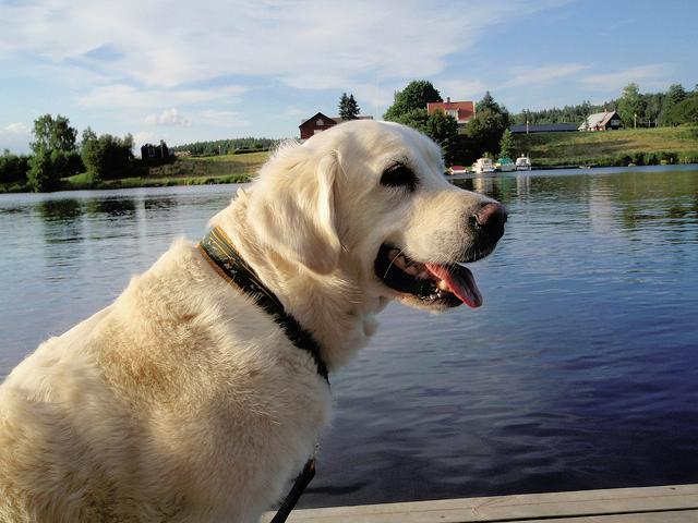 Demo Dog | DOGVA.com