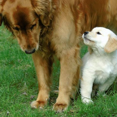 Demo Dog | DOGVA.com