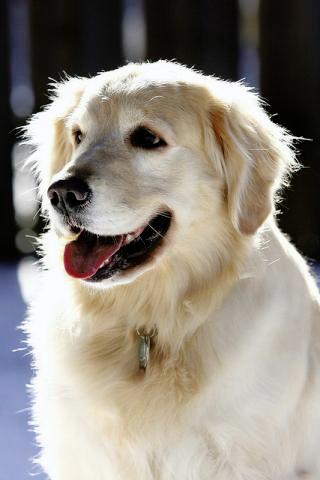 Demo Dog | DOGVA.com