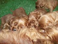 Irish red setter puppies for sale | Puppies for sale | DOGVA.com